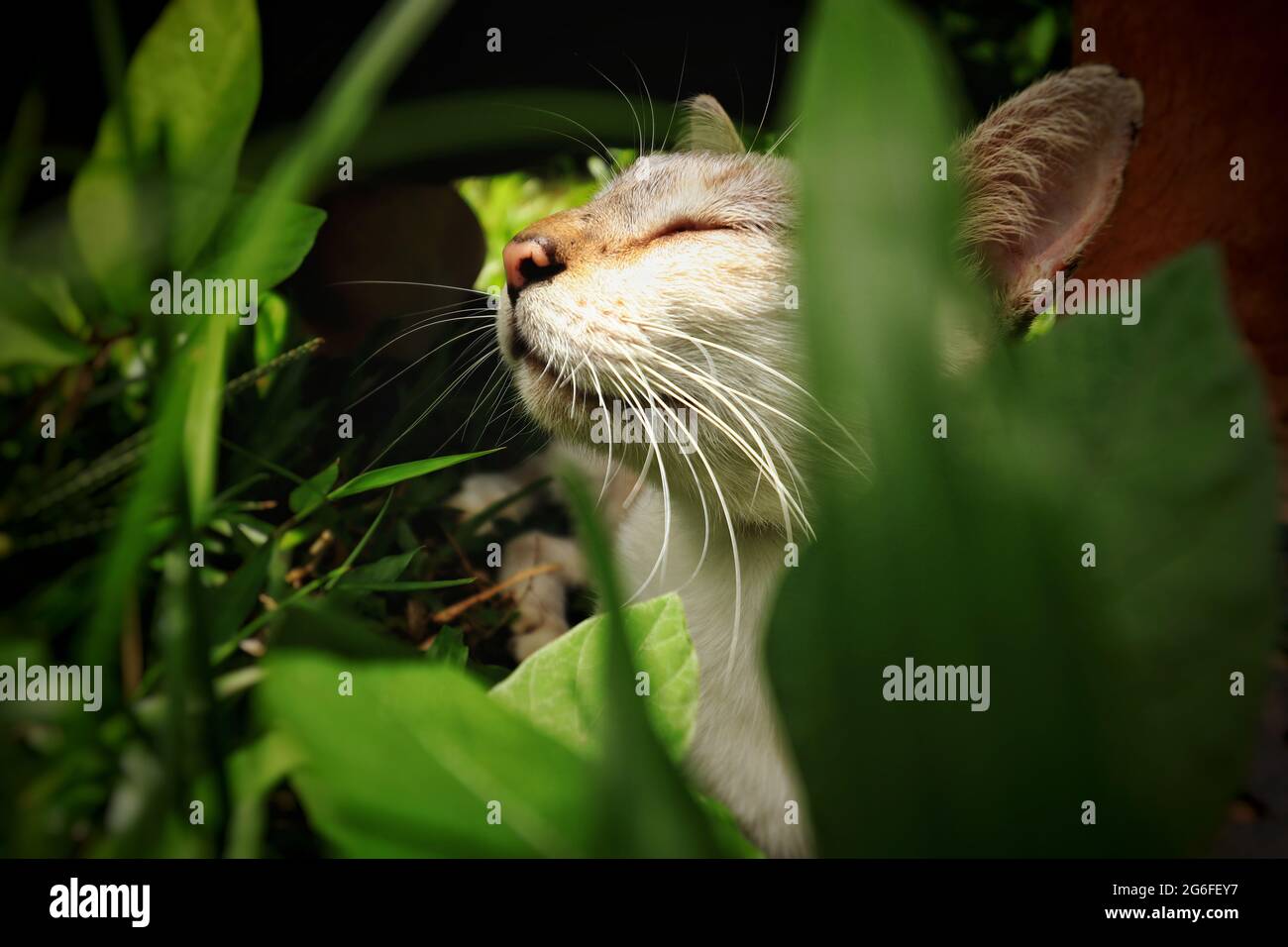 Tall cat hi-res stock photography and images - Alamy