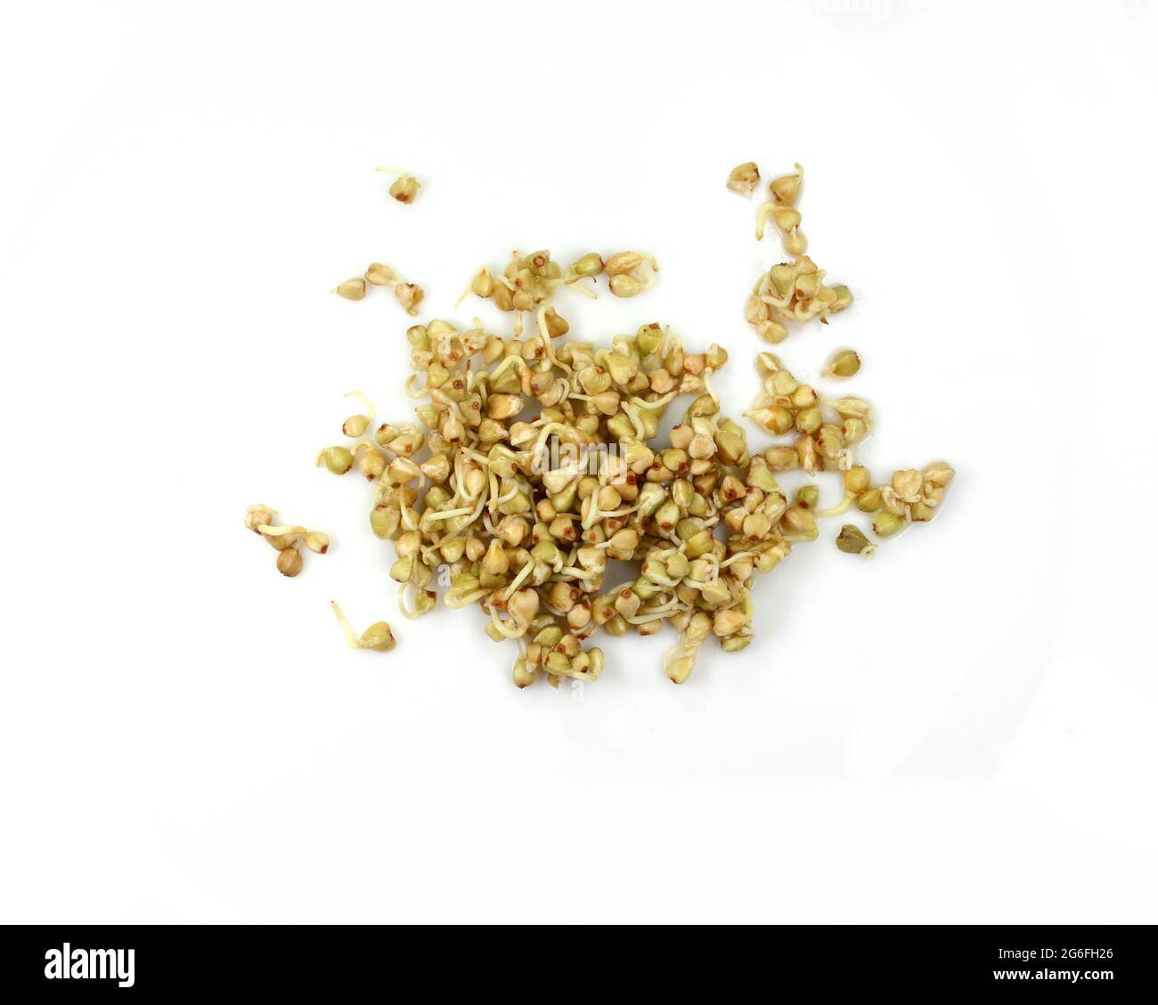 Buckwheat sprouts isolated on white background. Germinated buckwheat ...