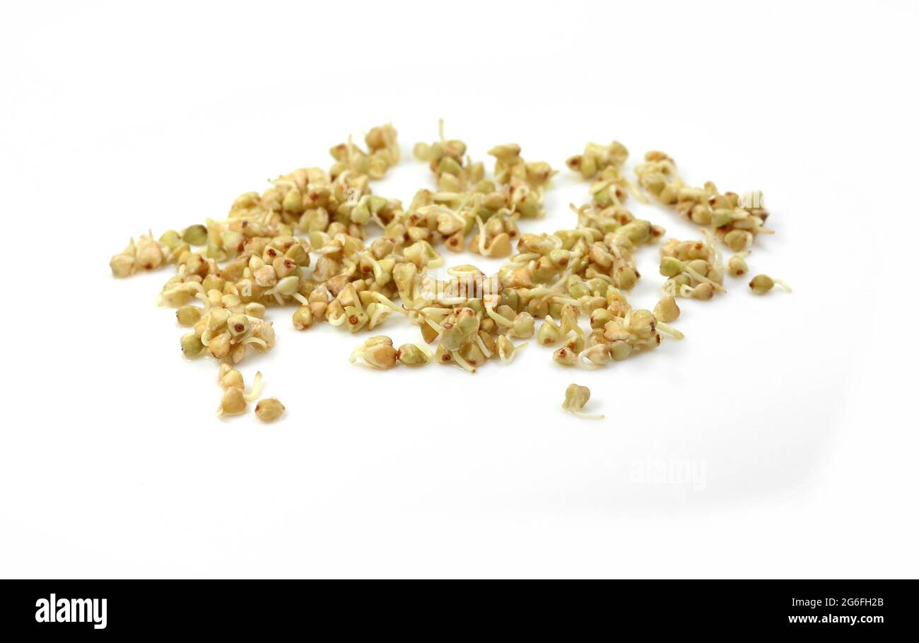 Buckwheat sprouts isolated on white background. Germinated buckwheat ...