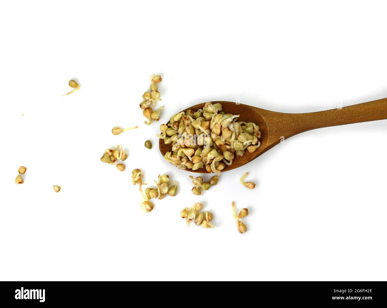 Buckwheat sprouts isolated on white background. Germinated buckwheat ...