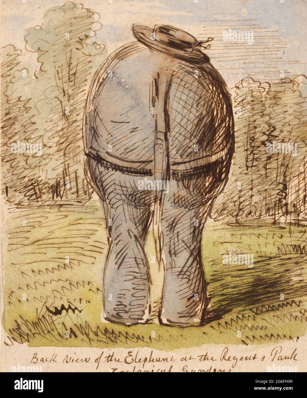 Elephant Back View Drawing