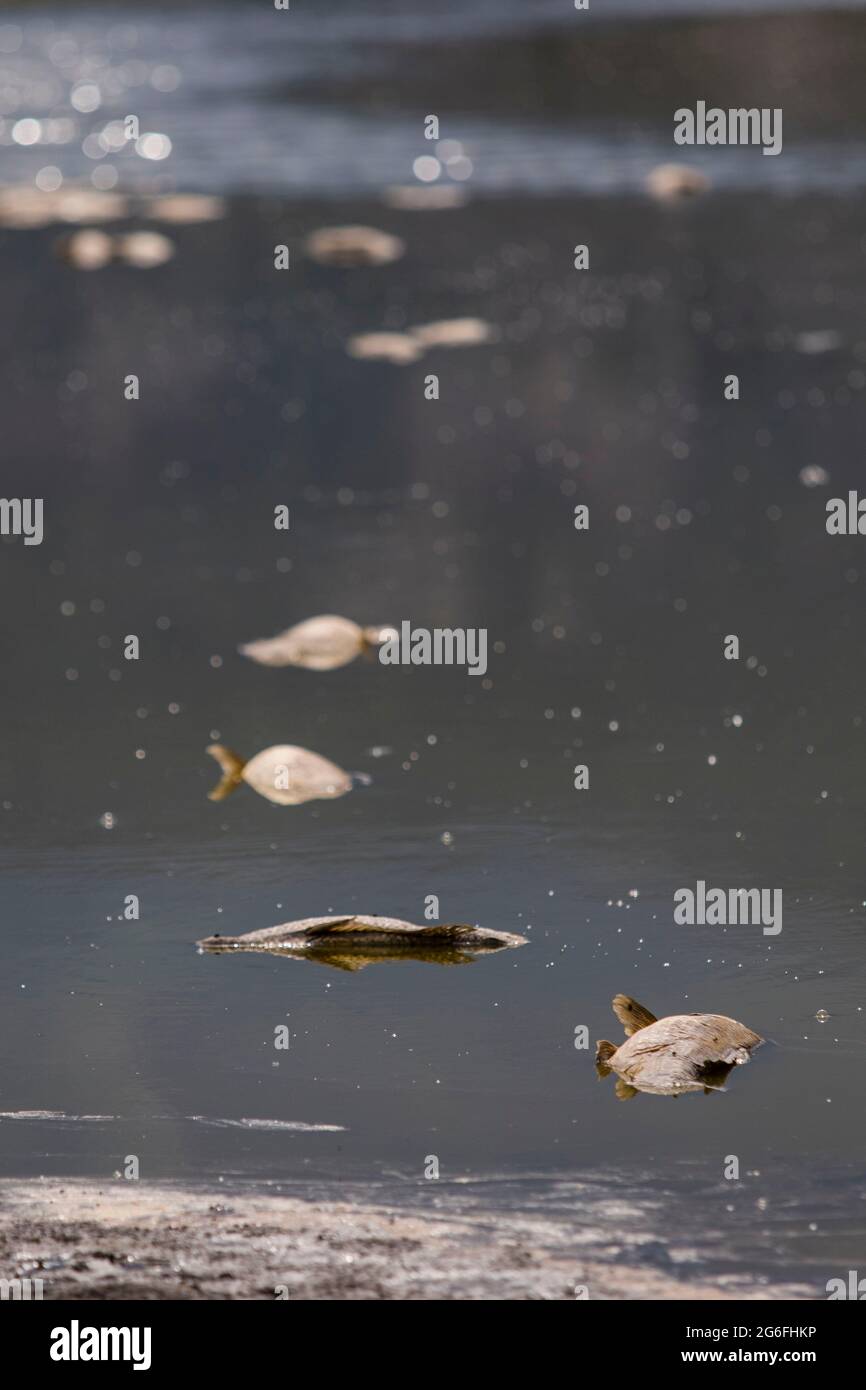 Nevada, USA. 3rd July, 2021. Dead carp fish rot in the remaining water ...