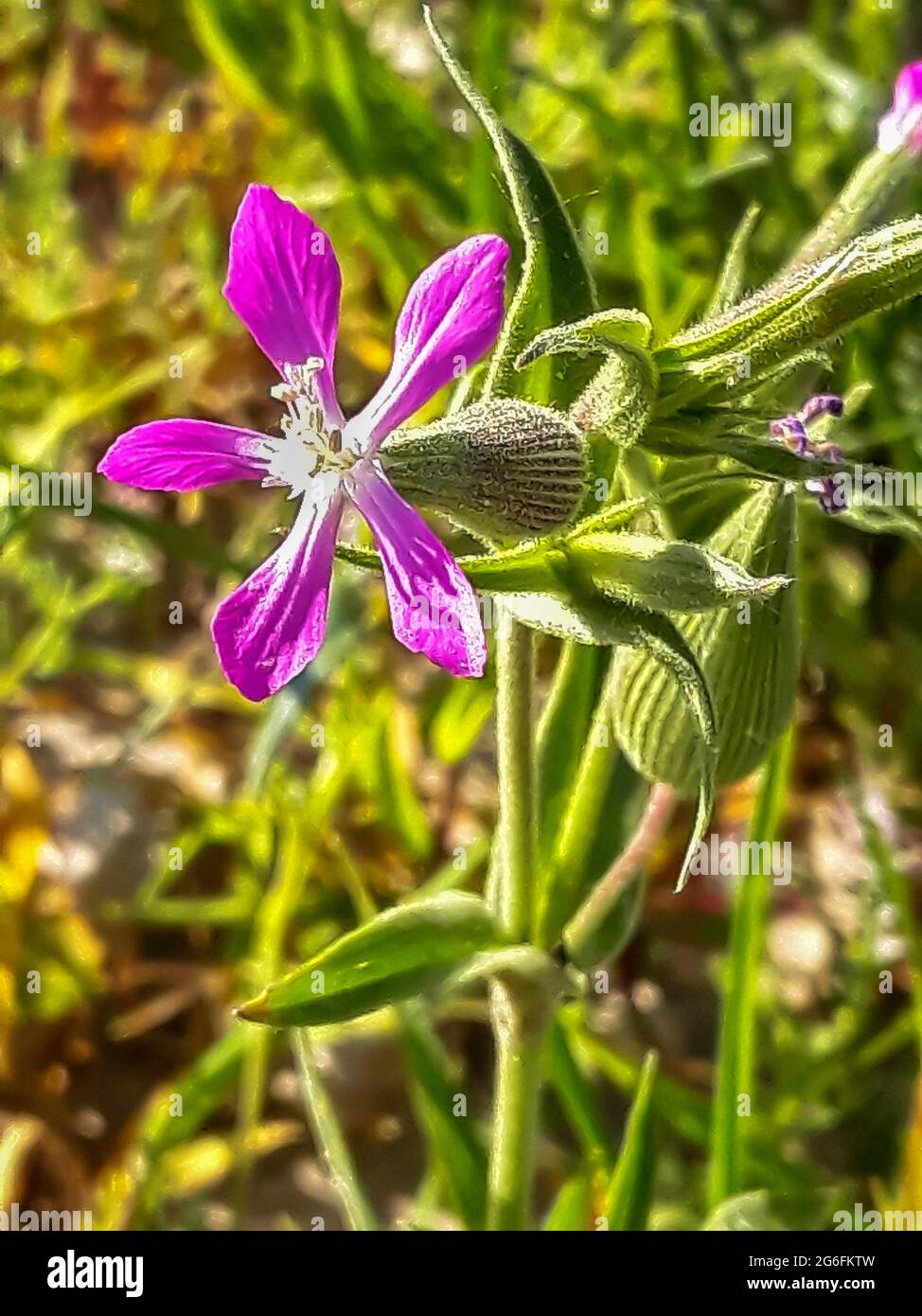 Conica hi-res stock photography and images - Alamy