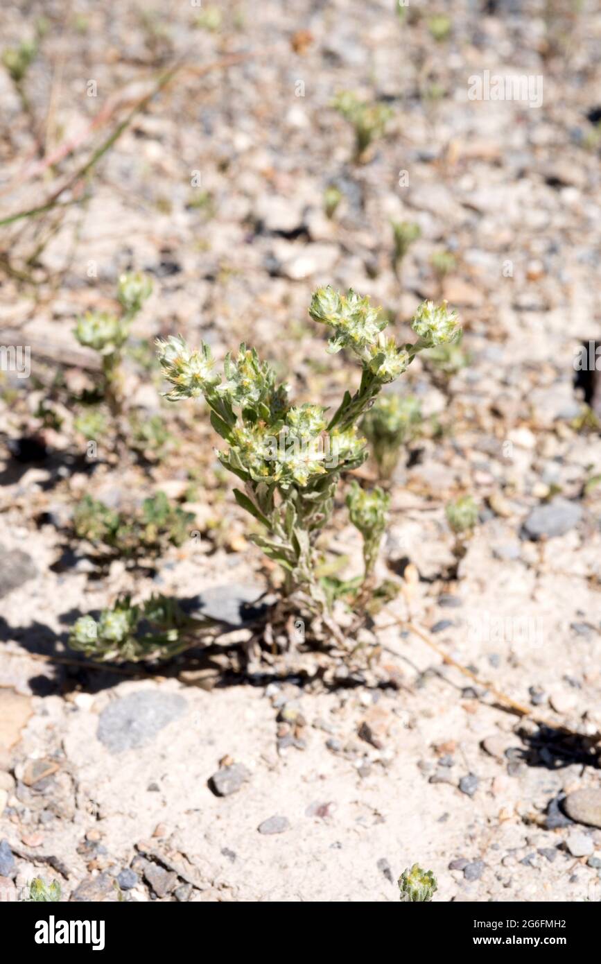 Annual broadleaf hi-res stock photography and images - Alamy
