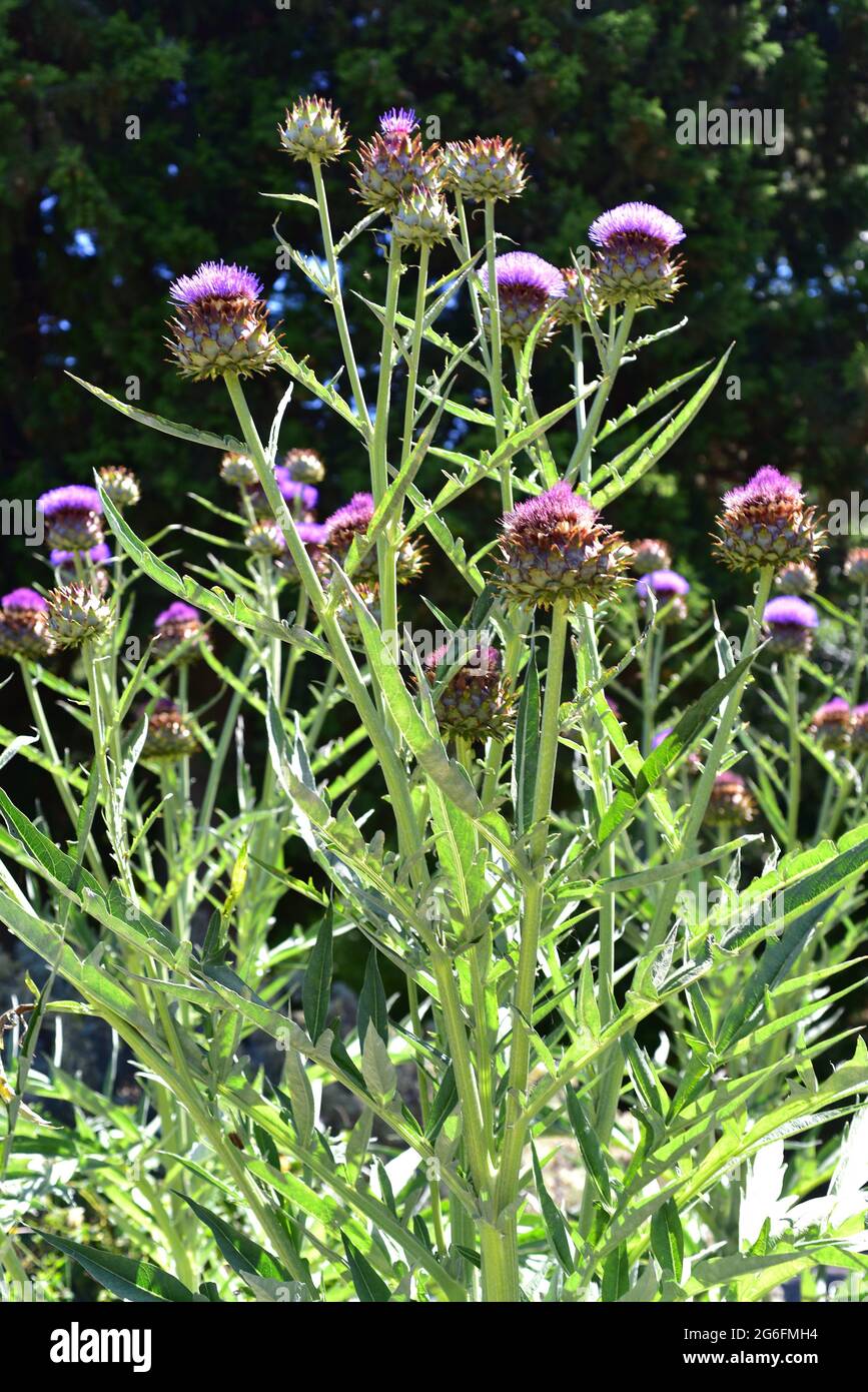 Edible Stems High Resolution Stock Photography and Images - Alamy