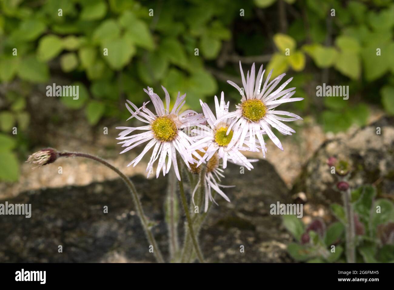 Erigeron pulchellus hi-res stock photography and images - Alamy
