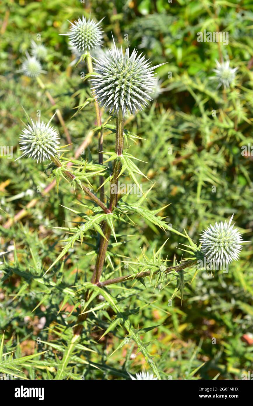 Echinops asteraceae hi-res stock photography and images - Alamy