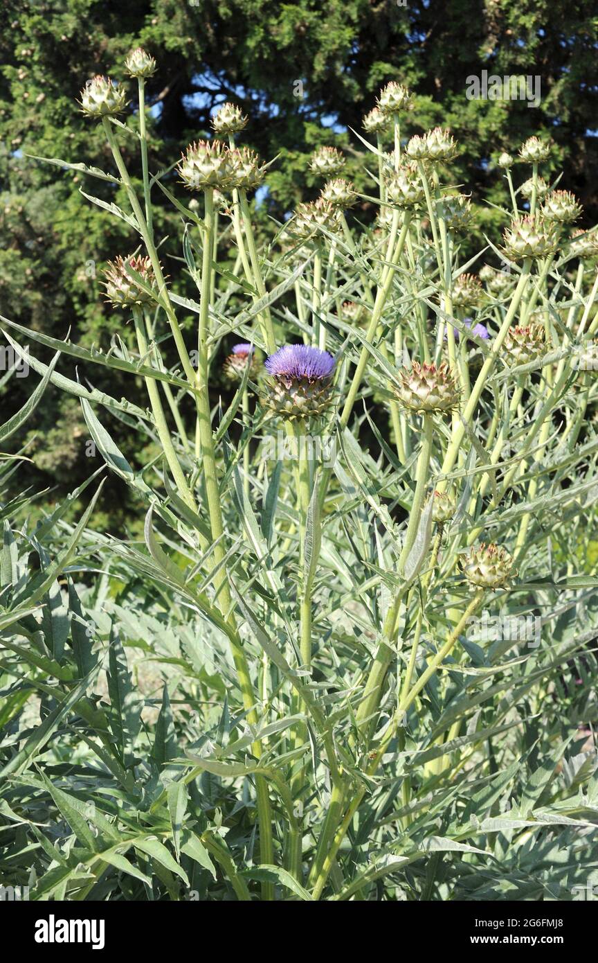 Edible Stems High Resolution Stock Photography and Images - Alamy