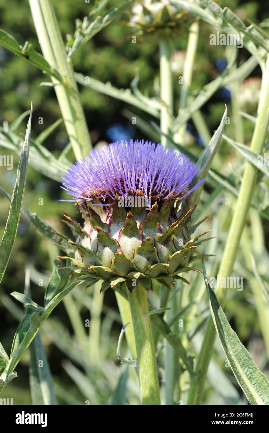 Edible Stems High Resolution Stock Photography and Images - Alamy