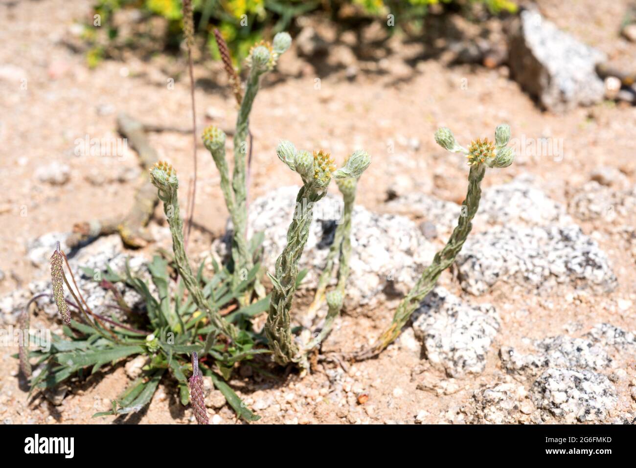 Filago Vulgaris High Resolution Stock Photography and Images - Alamy
