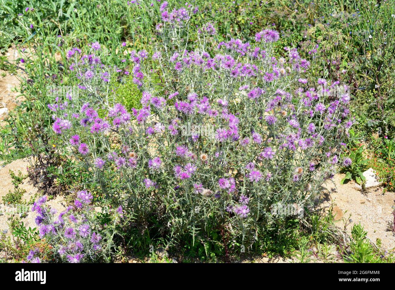 Purple native plant hi-res stock photography and images - Alamy