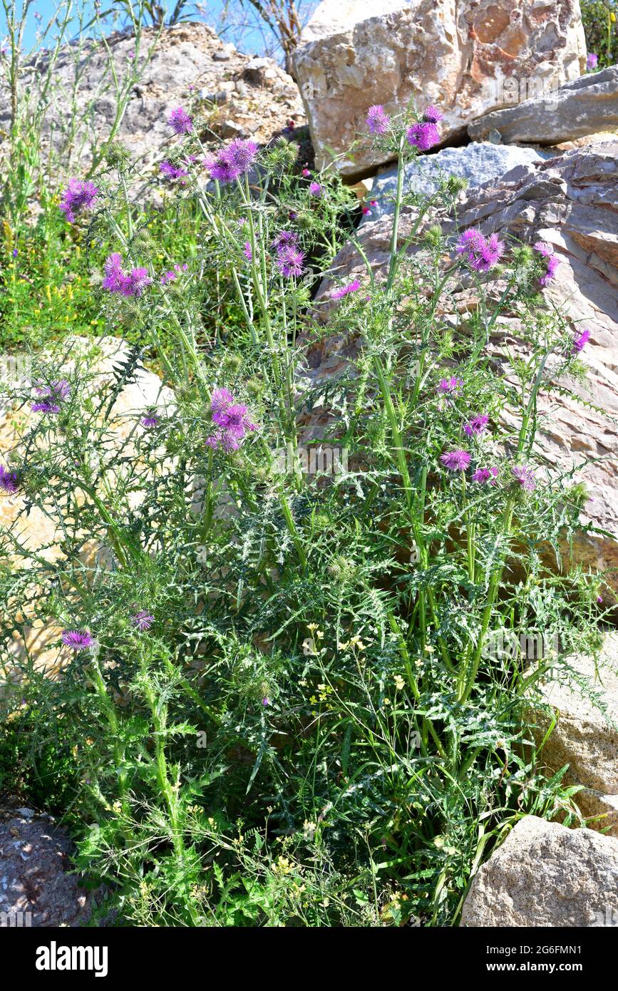 Purple native plant hi-res stock photography and images - Alamy