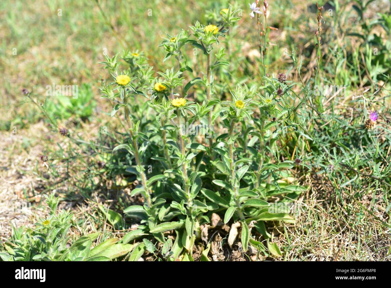 Asteriscus spinosus hi-res stock photography and images - Alamy