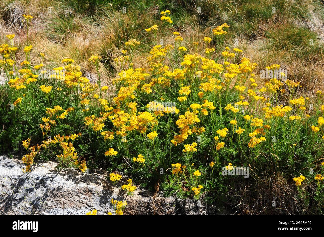 Ragwort (Jacobaea vulgaris or Senecio jacobaea) is a biennial or ...