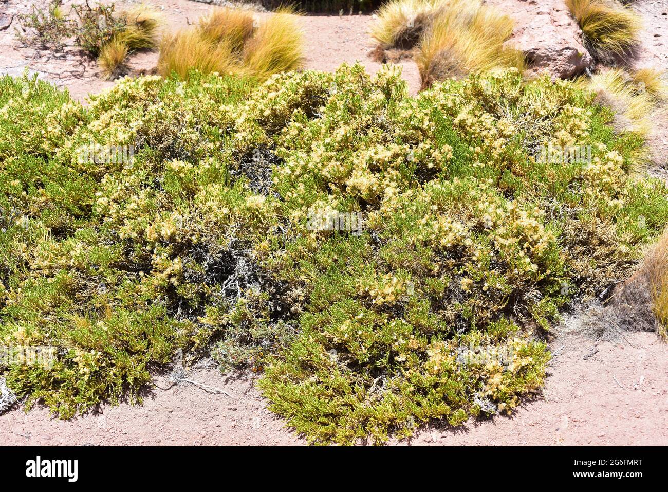 Sipu hi-res stock photography and images - Alamy