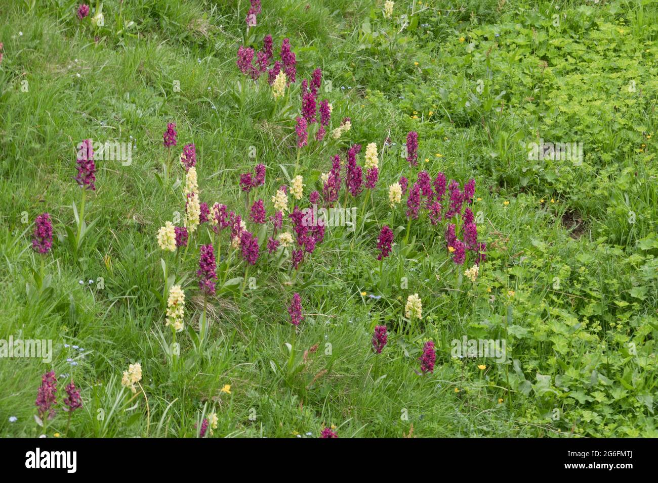 Alpine meadow with Elder orchids, a dimorphic plant that produces ...