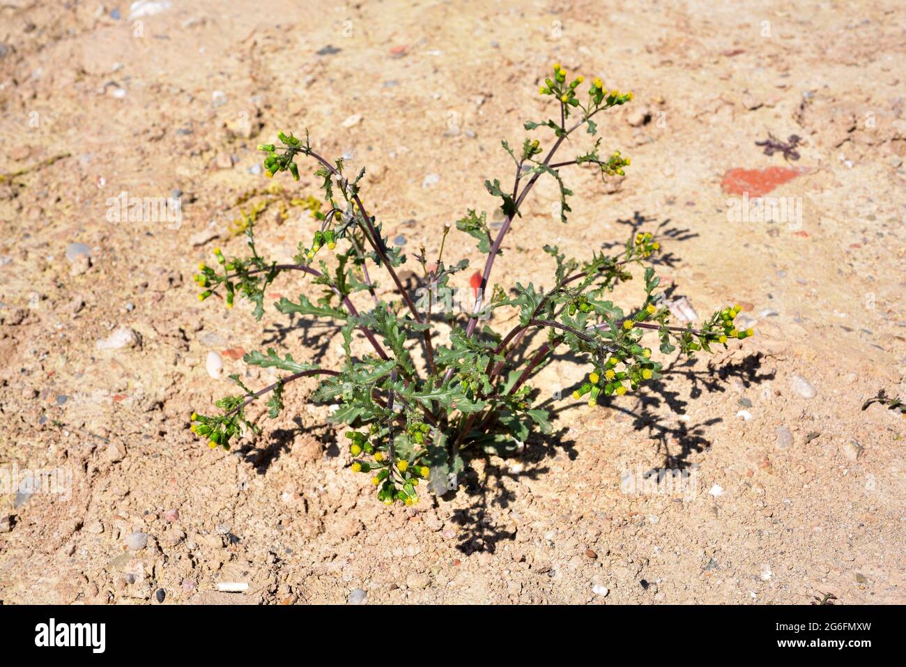 Senecio vulgaris hi-res stock photography and images - Alamy