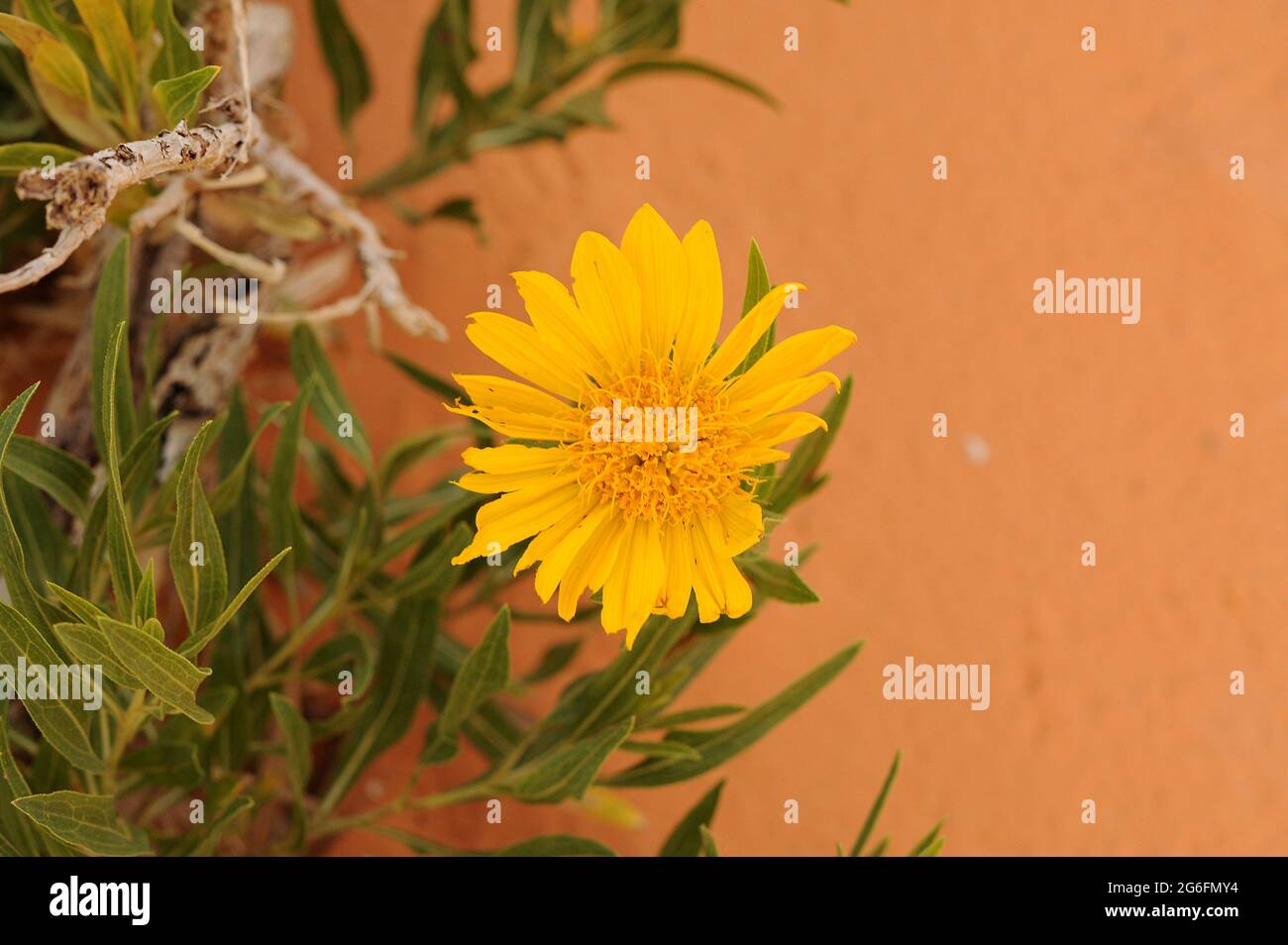 Mule ears hi-res stock photography and images - Alamy