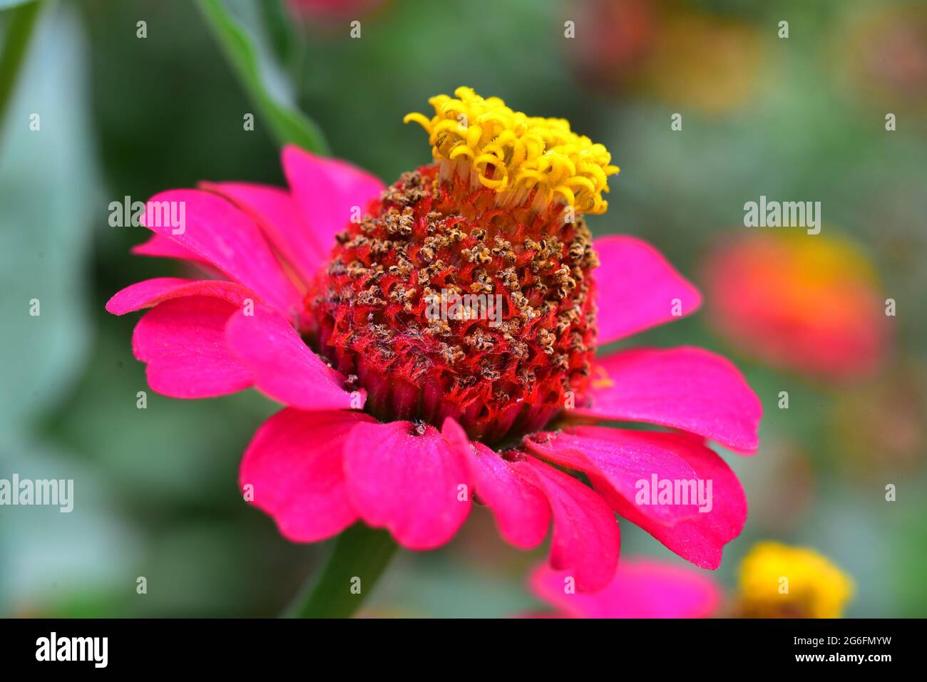 Flor de mexico hi-res stock photography and images - Alamy