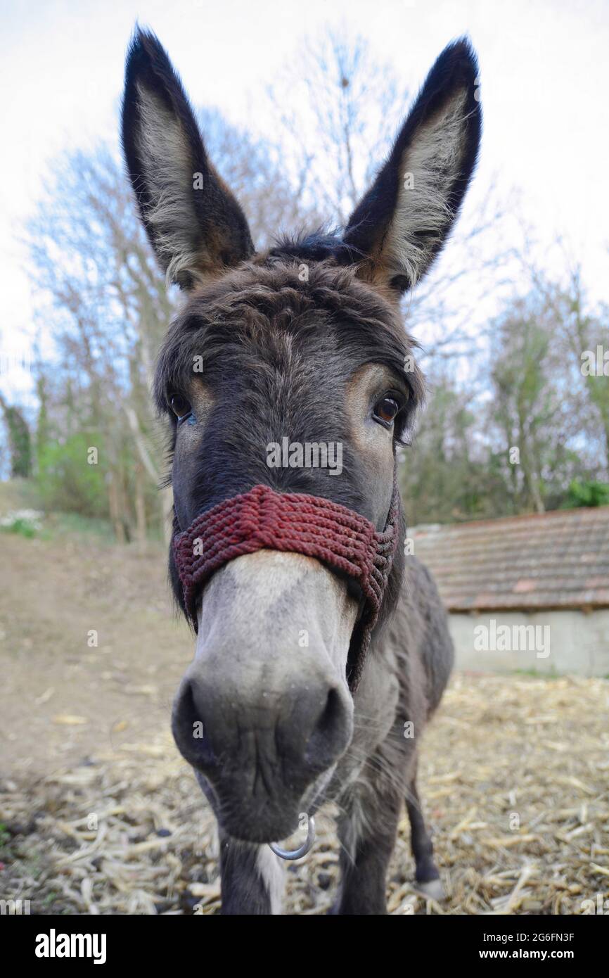 Close Up Donkey Face Portrait. Portrait of a donkey Stock Photo - Alamy