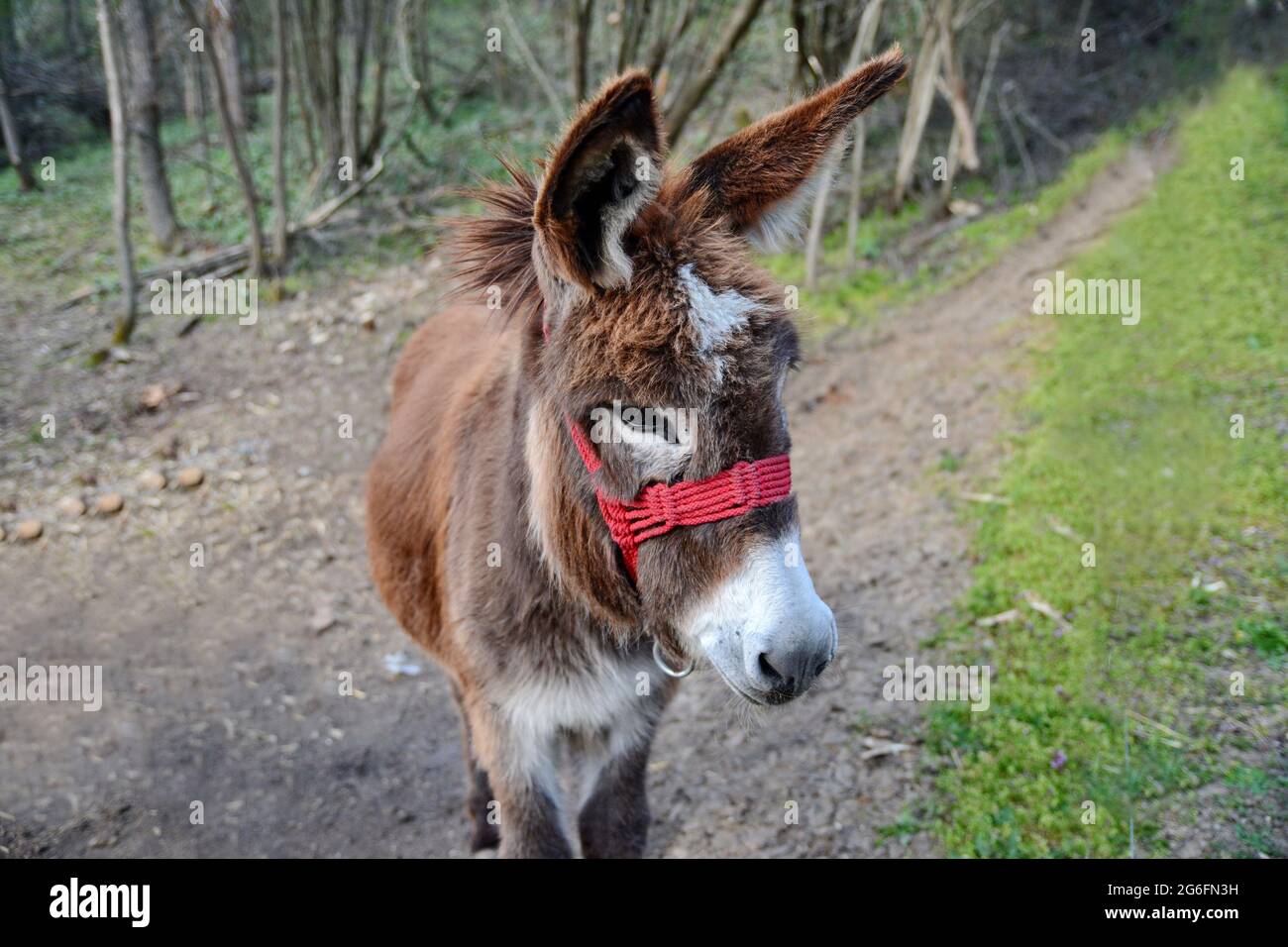 Close Up Donkey Face Portrait. Portrait of a donkey Stock Photo - Alamy