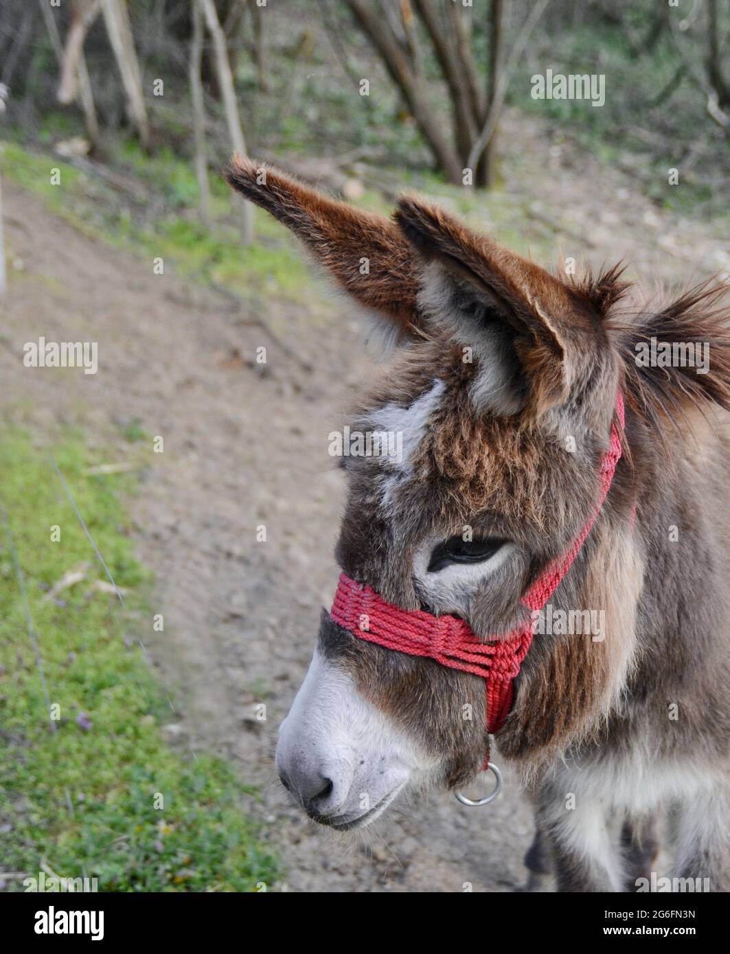 Close Up Donkey Face Portrait. Portrait of a donkey Stock Photo - Alamy