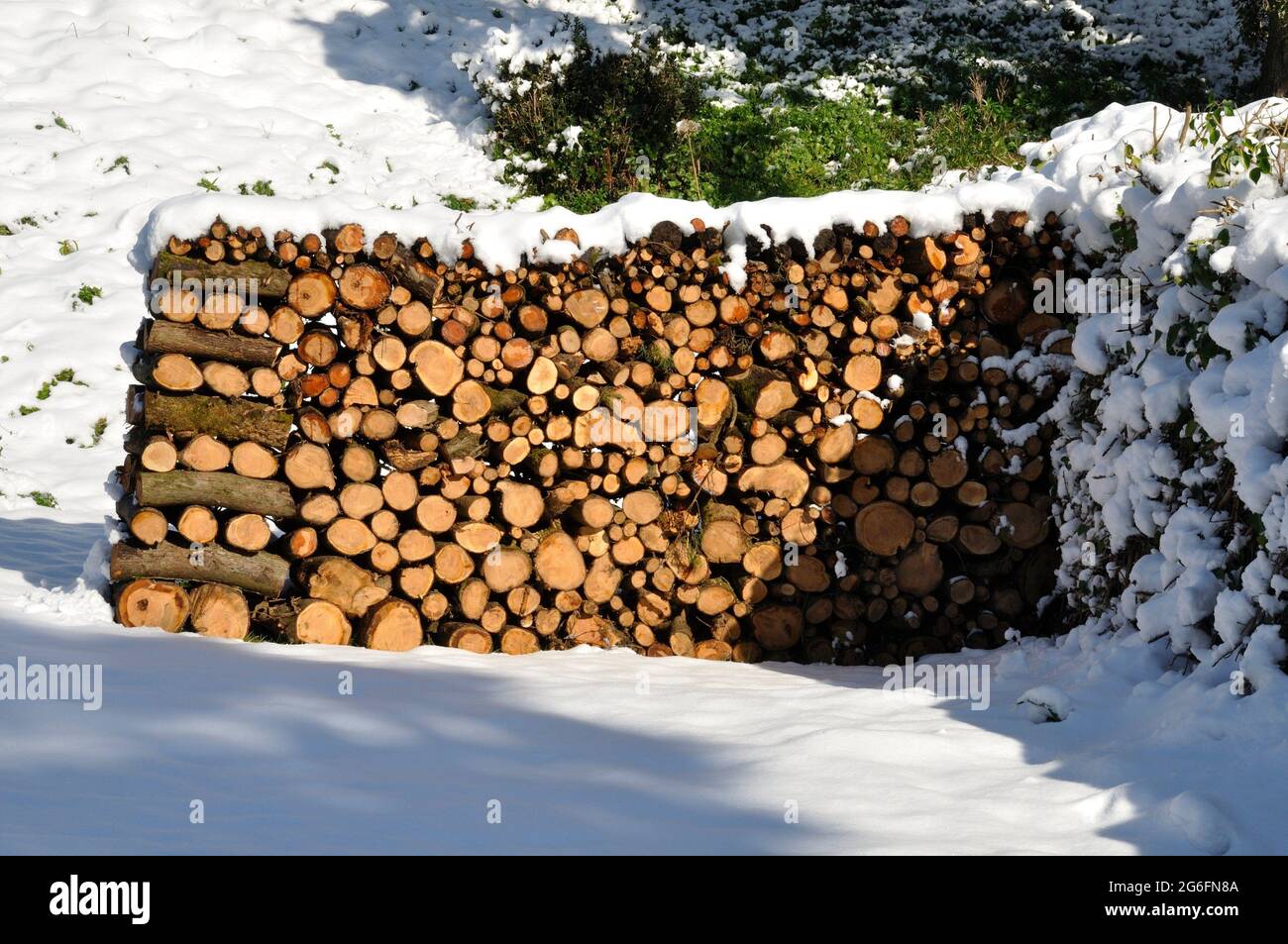 The beauty of the wood texture hi-res stock photography and images - Alamy