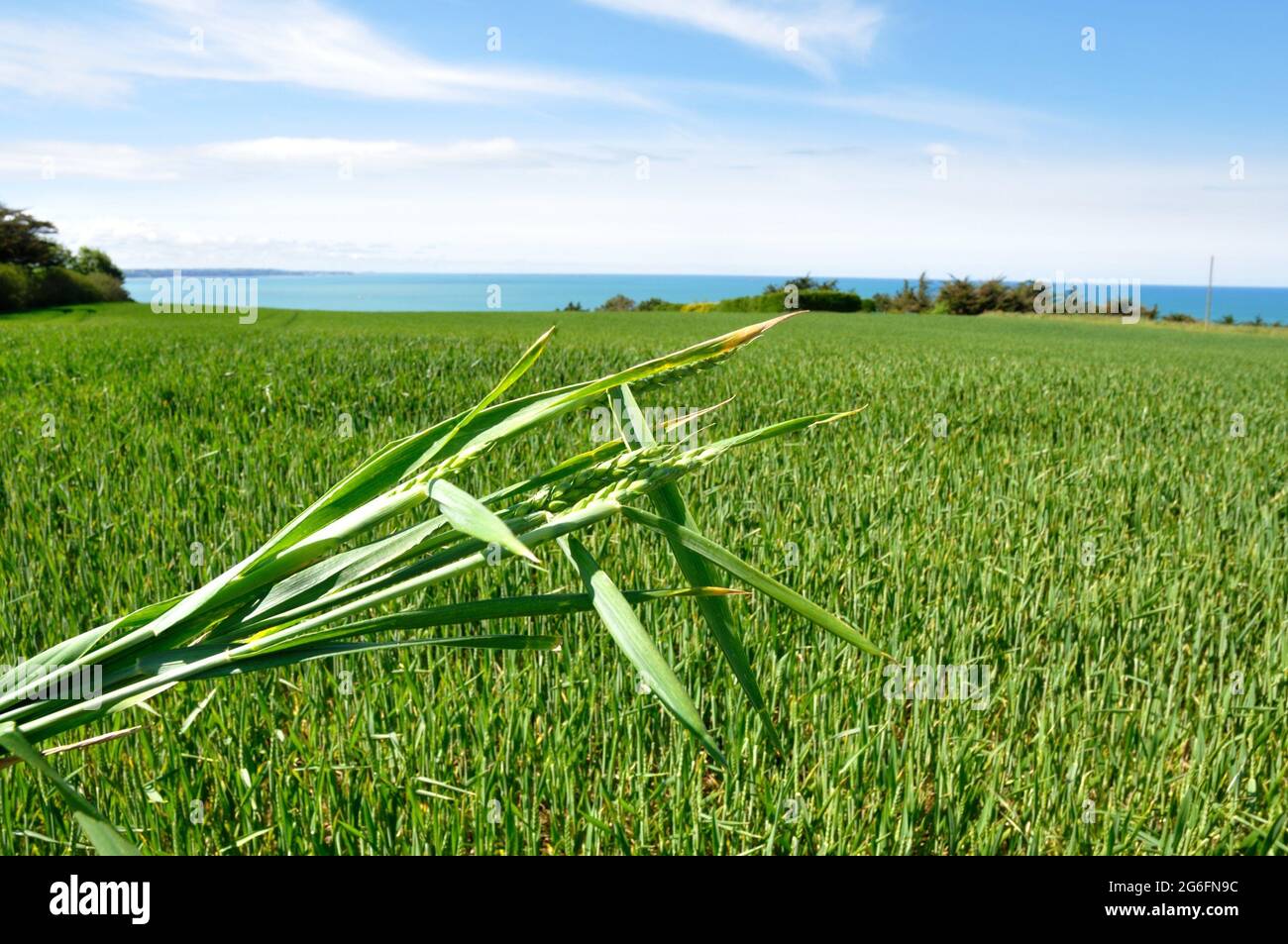 French wheat field hi-res stock photography and images - Alamy