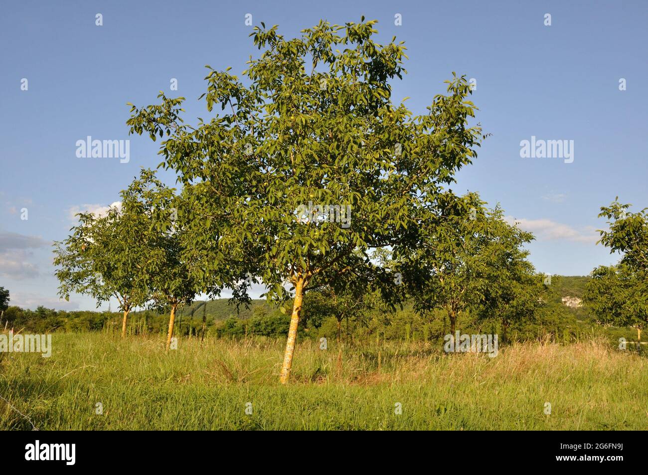 Walnut trees in france hi-res stock photography and images - Alamy
