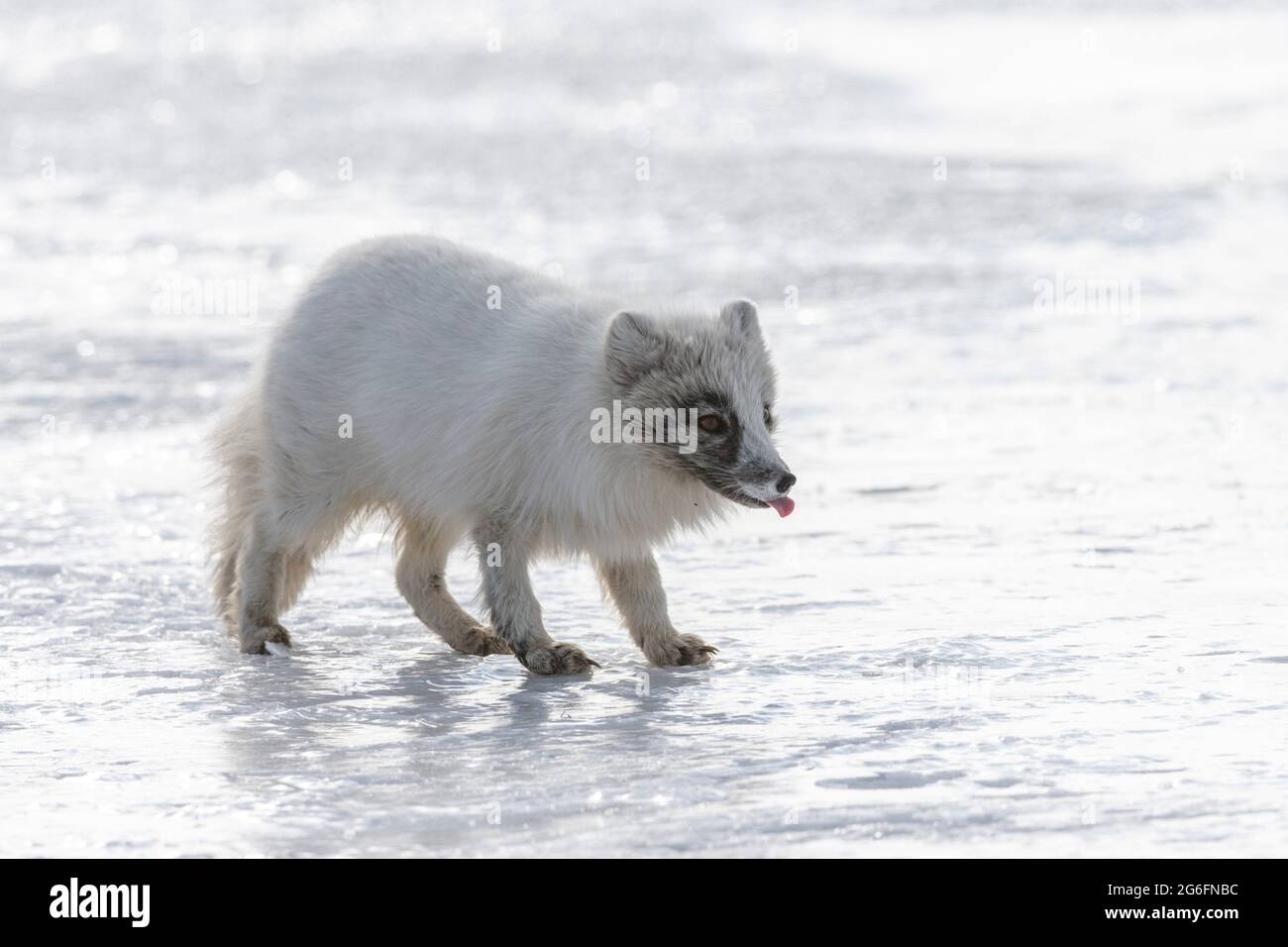 Norway arctic fox hi-res stock photography and images - Alamy