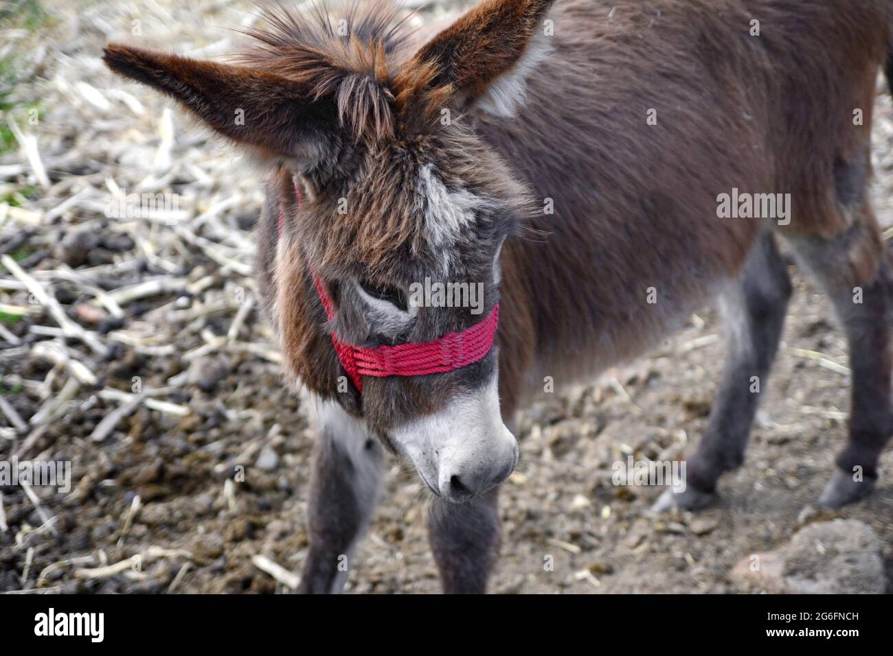 Close Up Donkey Face Portrait. Portrait of a donkey Stock Photo - Alamy