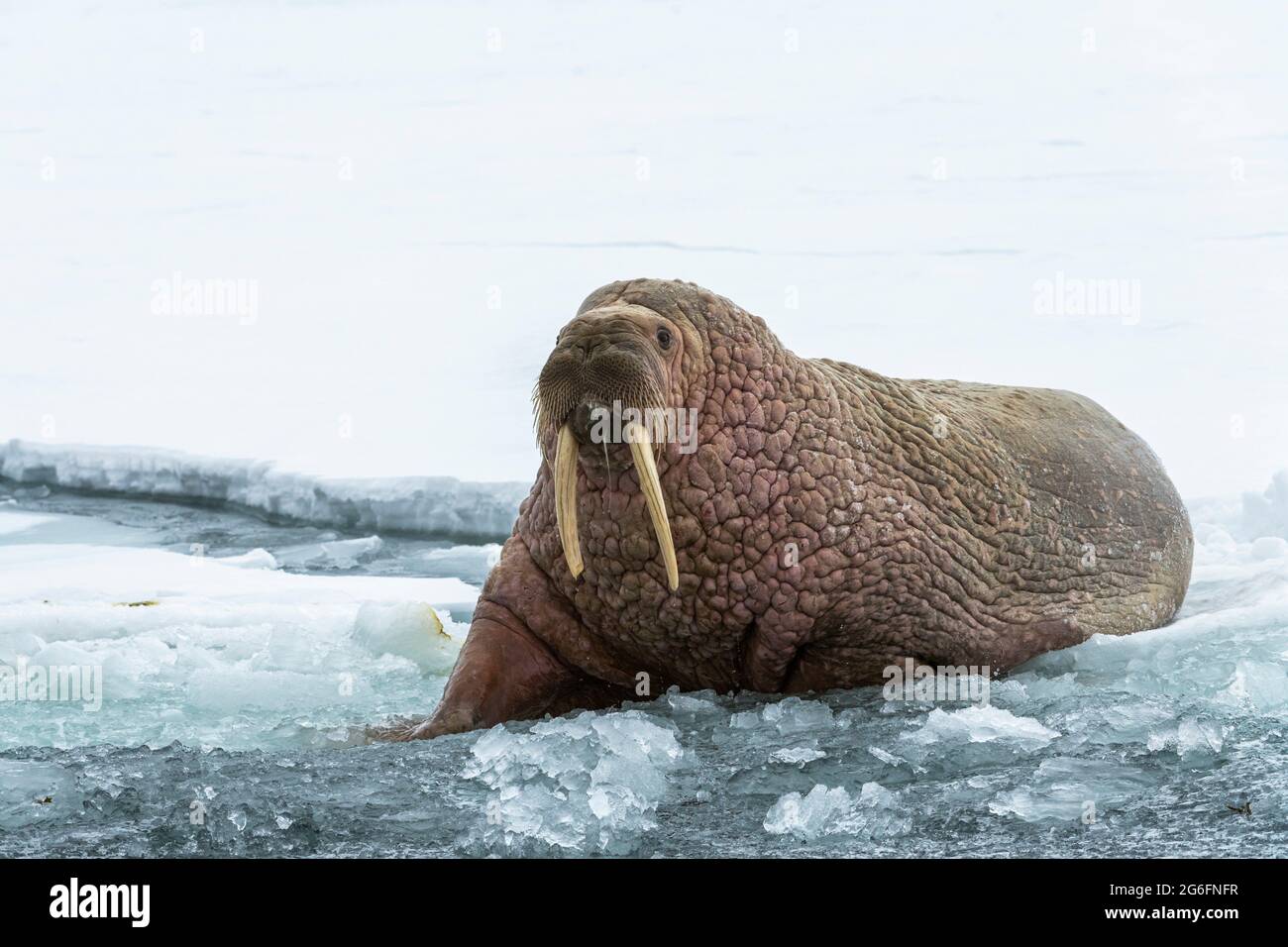 Walruses and two hi-res stock photography and images - Alamy