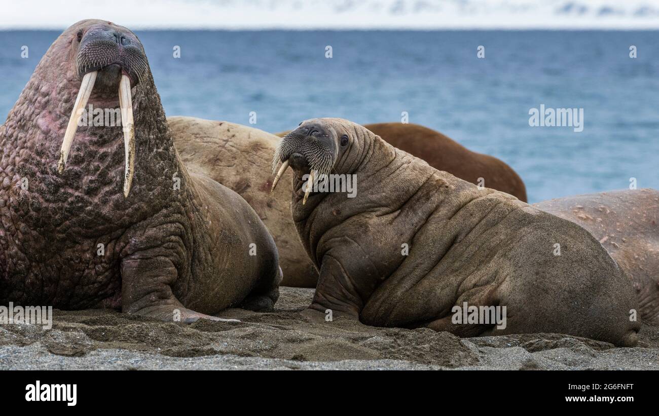 Walrus People