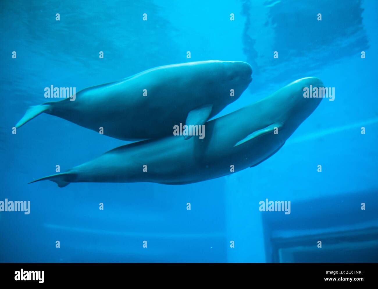 Yangtze Finless Porpoise High Resolution Stock Photography and Images ...