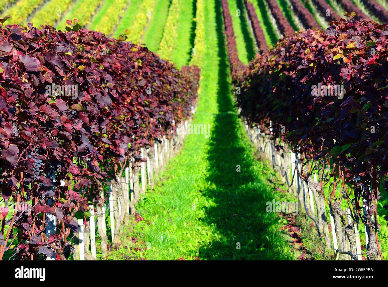 Vitis vinifera purpurea grapes hi-res stock photography and images - Alamy