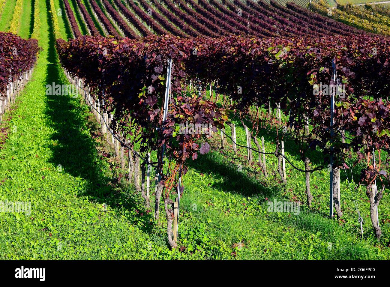 Vitis vinifera purpurea grapes hi-res stock photography and images - Alamy