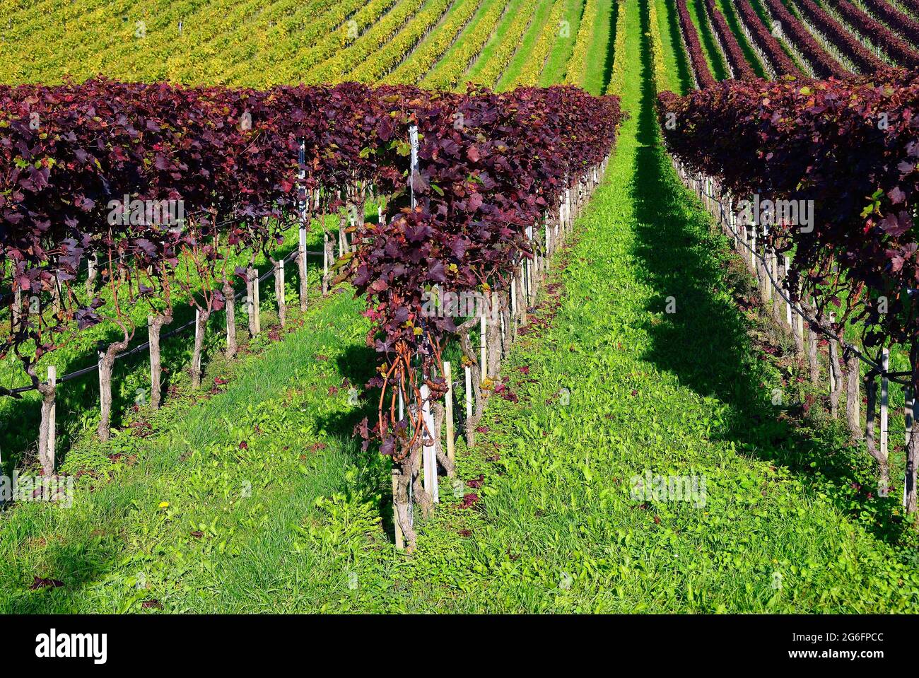 Vitis vinifera purpurea grapes hi-res stock photography and images - Alamy