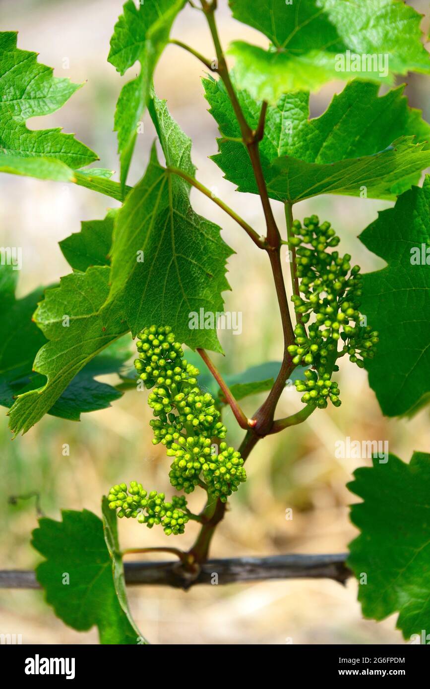 Grapes in may hi-res stock photography and images - Alamy