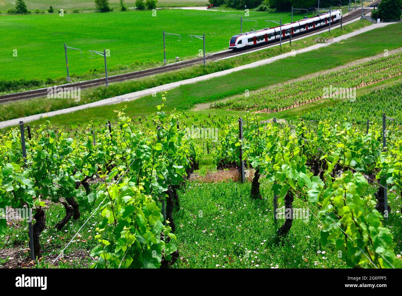 Food production line panoramic hi-res stock photography and images - Alamy