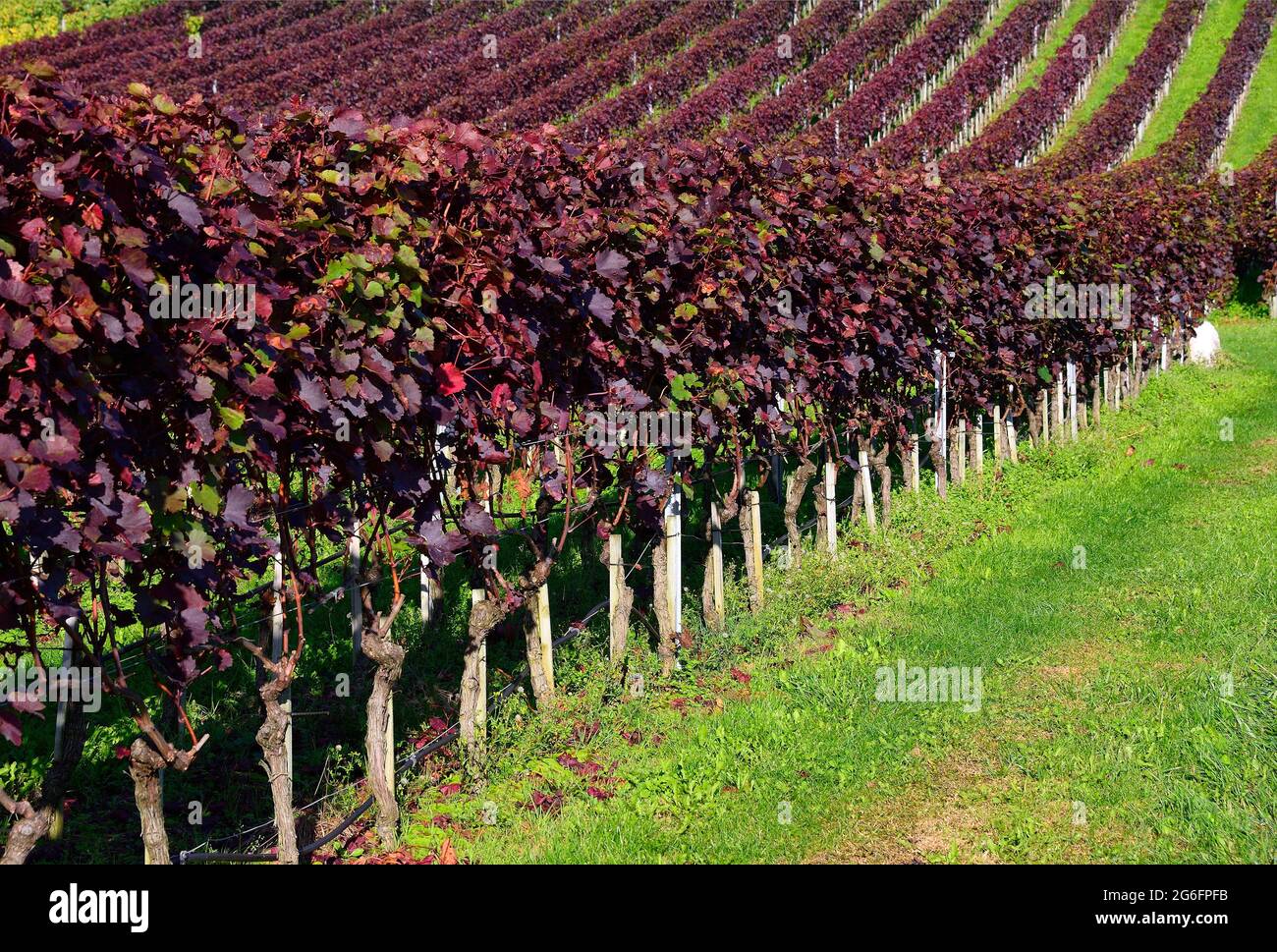 Vitis vinifera purpurea grapes hi-res stock photography and images - Alamy