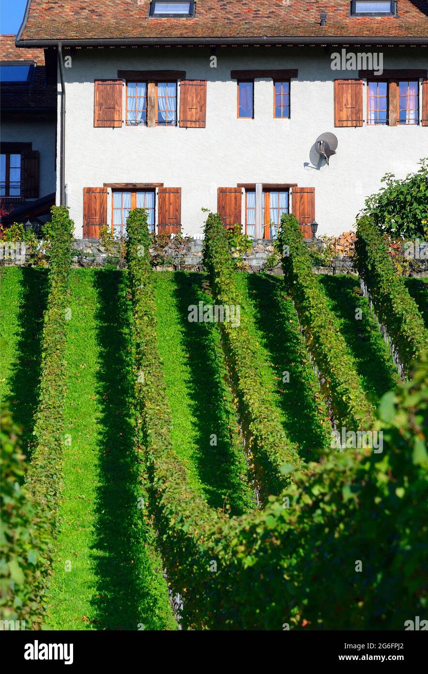 Vegetative settlement hi-res stock photography and images - Alamy