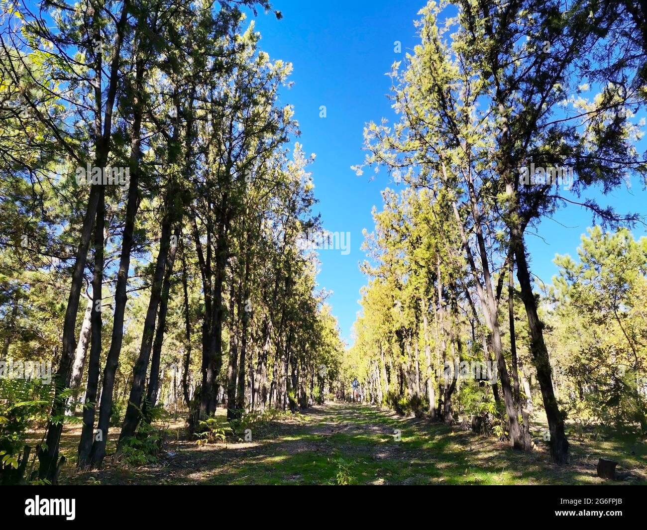 Parkway. Hiking trail in nature. Green leafy trees. Tall trees. walking ...