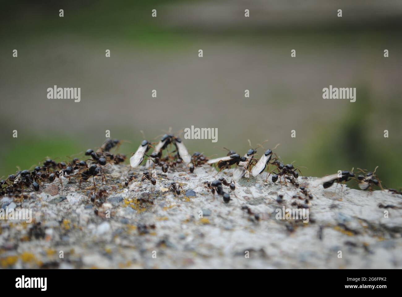 Flying ants hi-res stock photography and images - Alamy