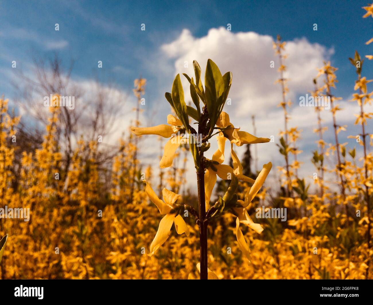 Environmental Cleaning. Dry leaves in a garbage bag. Leaves falling ...