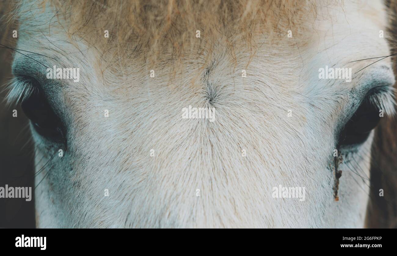 Horse Body Parts. Eyes, Nose, Mane, Fur Stock Photo - Alamy