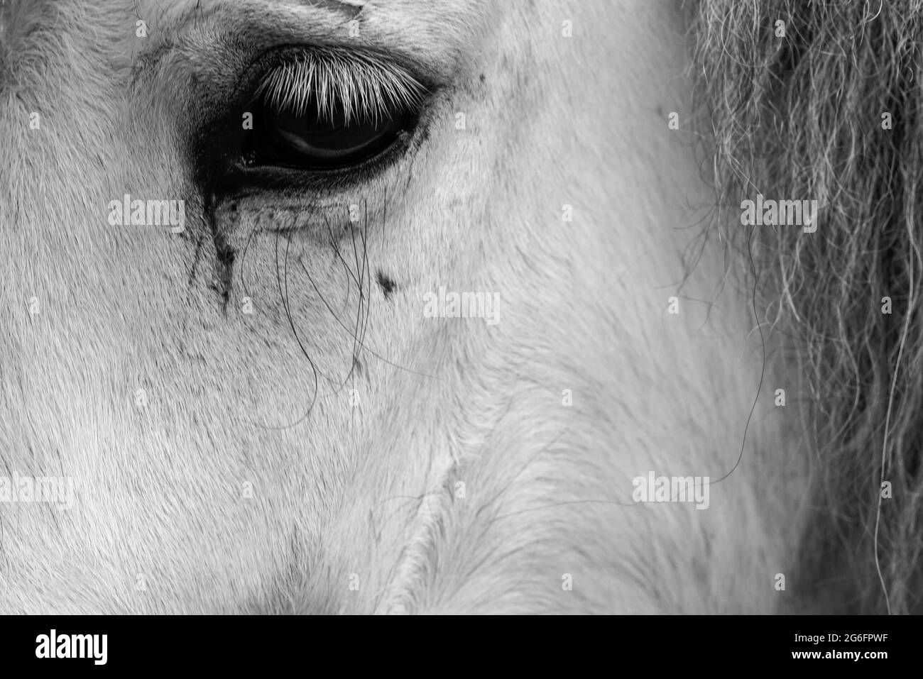 Horse Body Parts. Eyes, Nose, Mane, Fur Stock Photo - Alamy