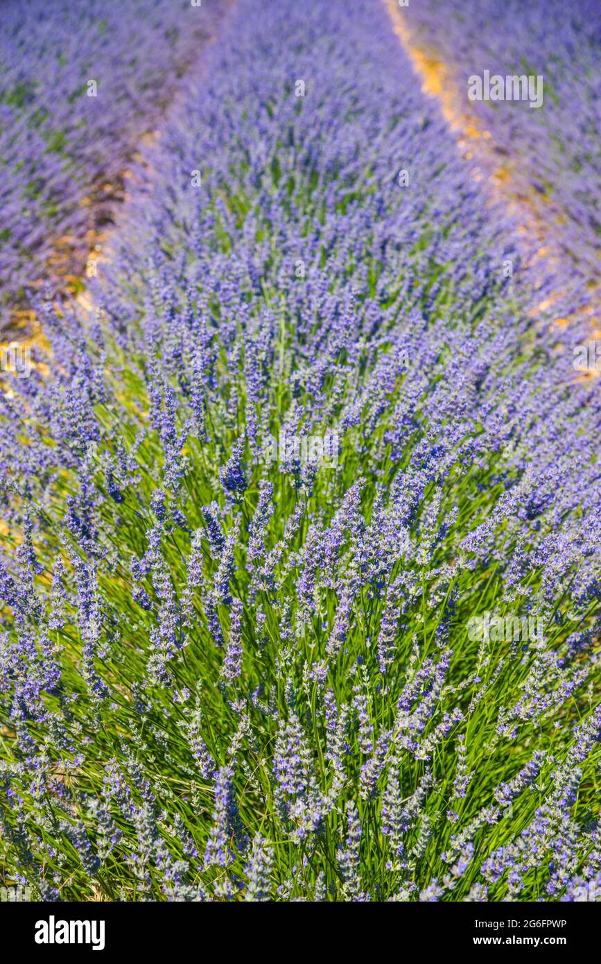 La aromática hi-res stock photography and images - Alamy