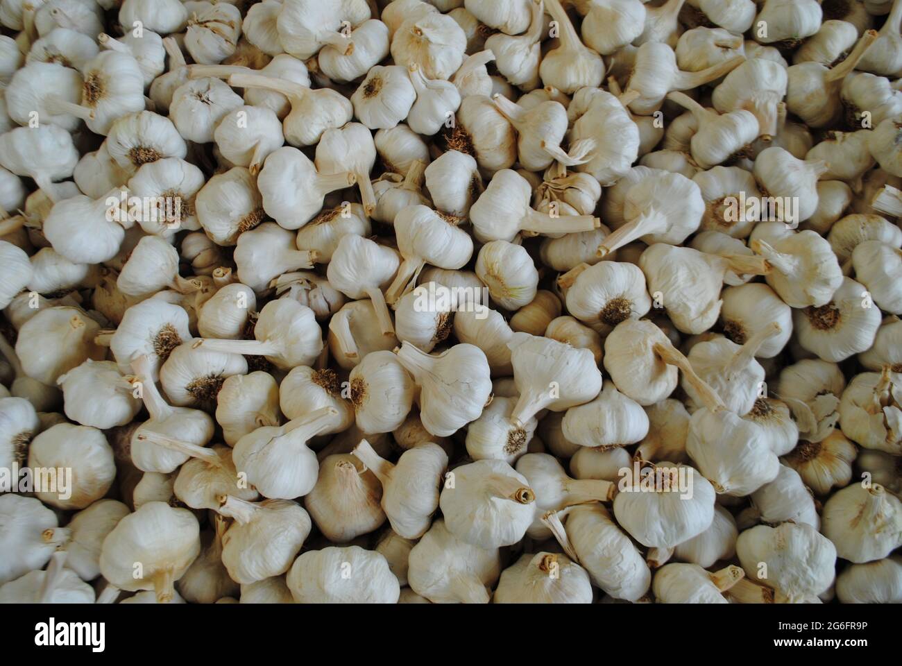 Garlic. Garlic sold at the grocery store Stock Photo - Alamy