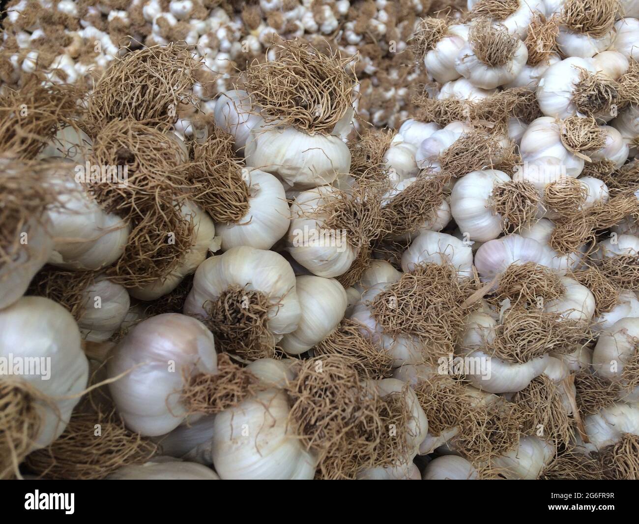 Garlic. Garlic sold at the grocery store Stock Photo - Alamy