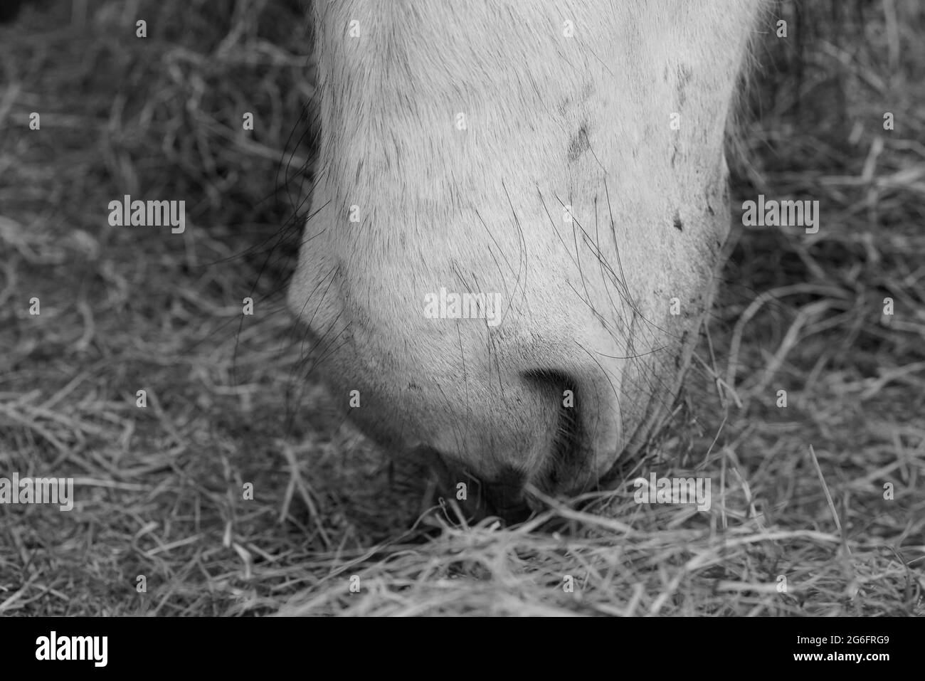 Horse Body Parts. Eyes, Nose, Mane, Fur Stock Photo - Alamy